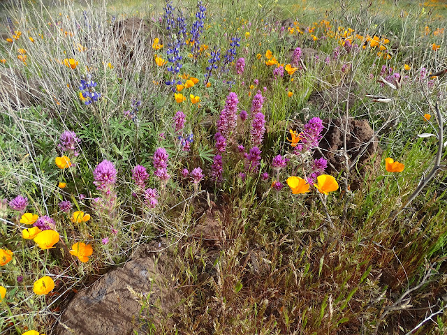 Prairiebreak: Superbloom on Peridot Mesa