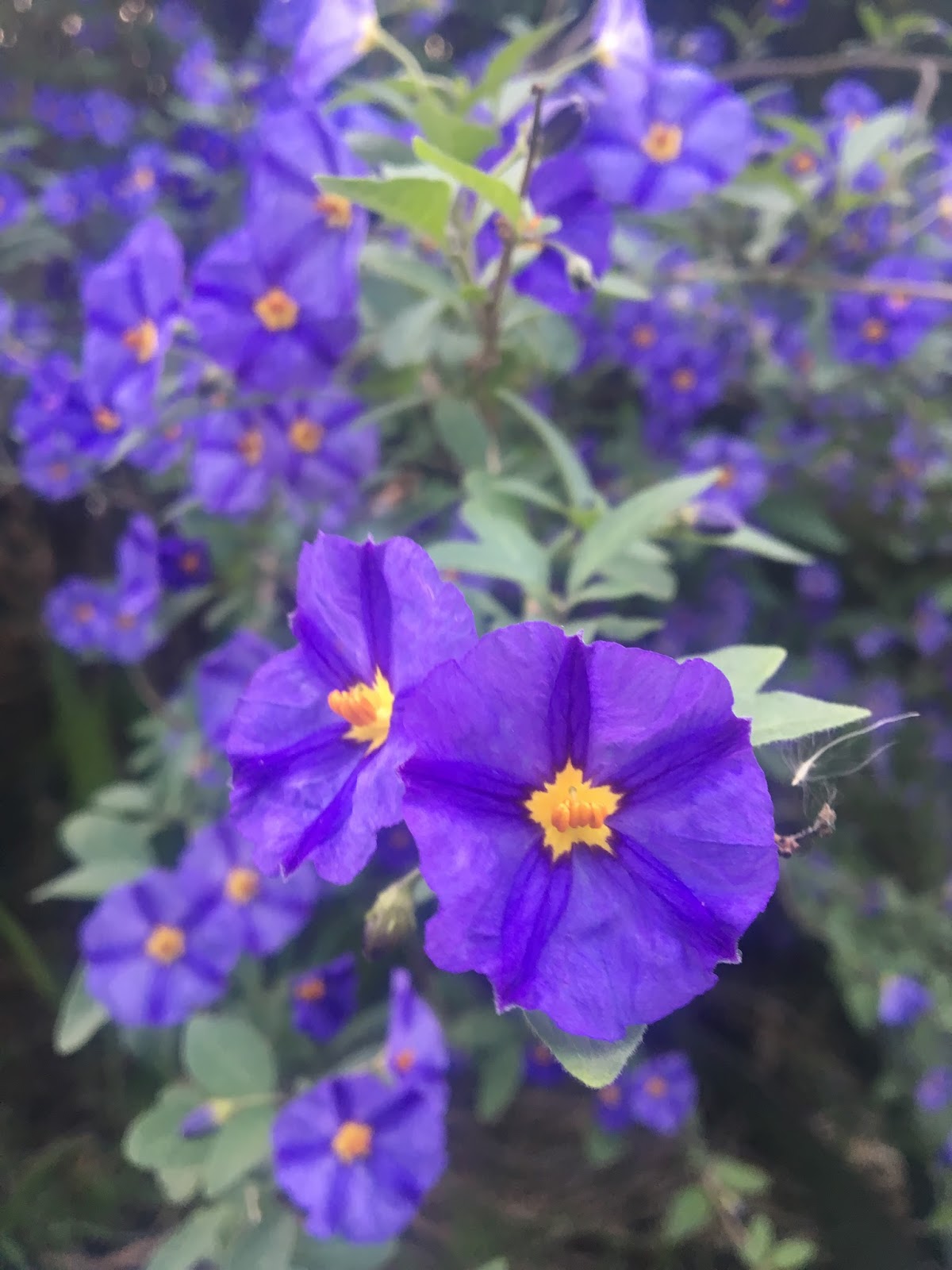 Pennsylvania Street Gardens: Plant profile: Lycianthes rantonnetii ...