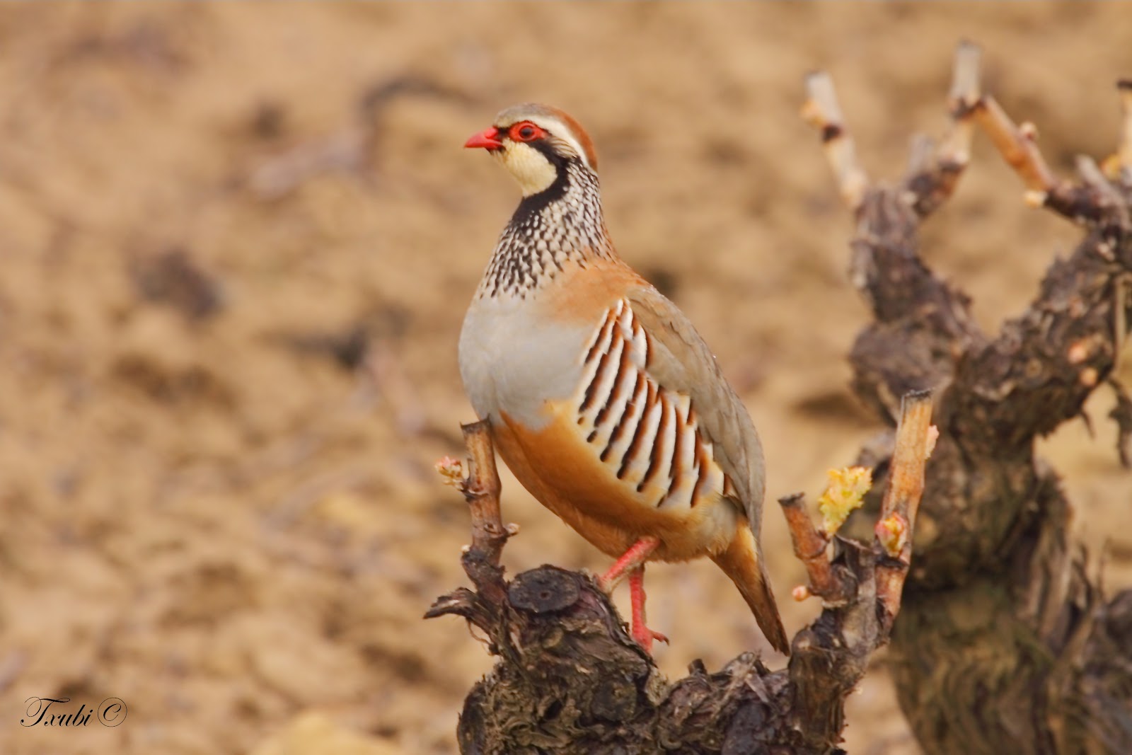 Aves Txubi . Natura viva: Perdiz