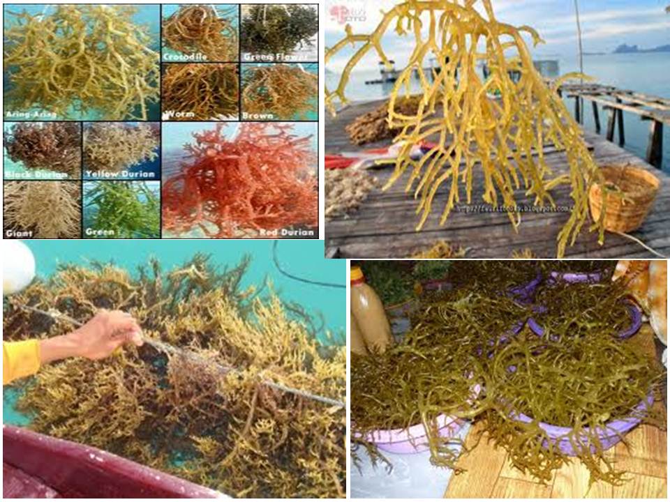 Dia Azalea: Rumpai Laut Sabah.Mengapa ada pertikaian