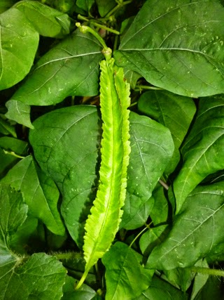 Princess Bean - Winged Bean - Dambala | SL Flora