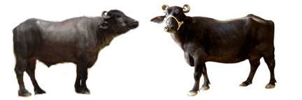 izza: IBM 2 - SUSU KERBAU