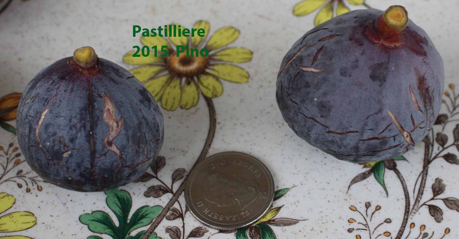 Pastiliere Fig - Var Tin