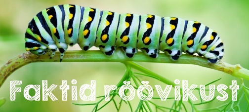 Algklassikud: Liblikad