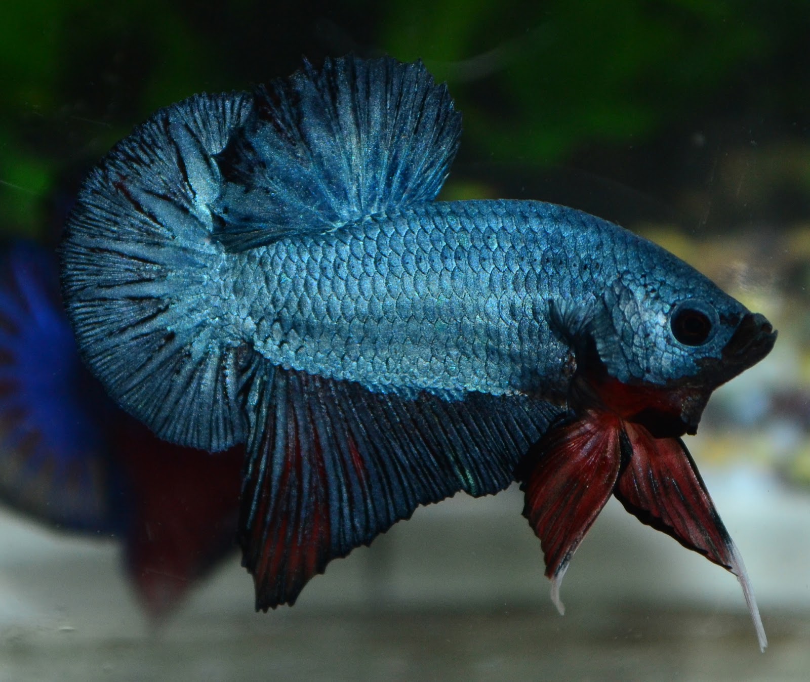 Betta Fish Afira: BETTA SHOW GRED LINE INDO