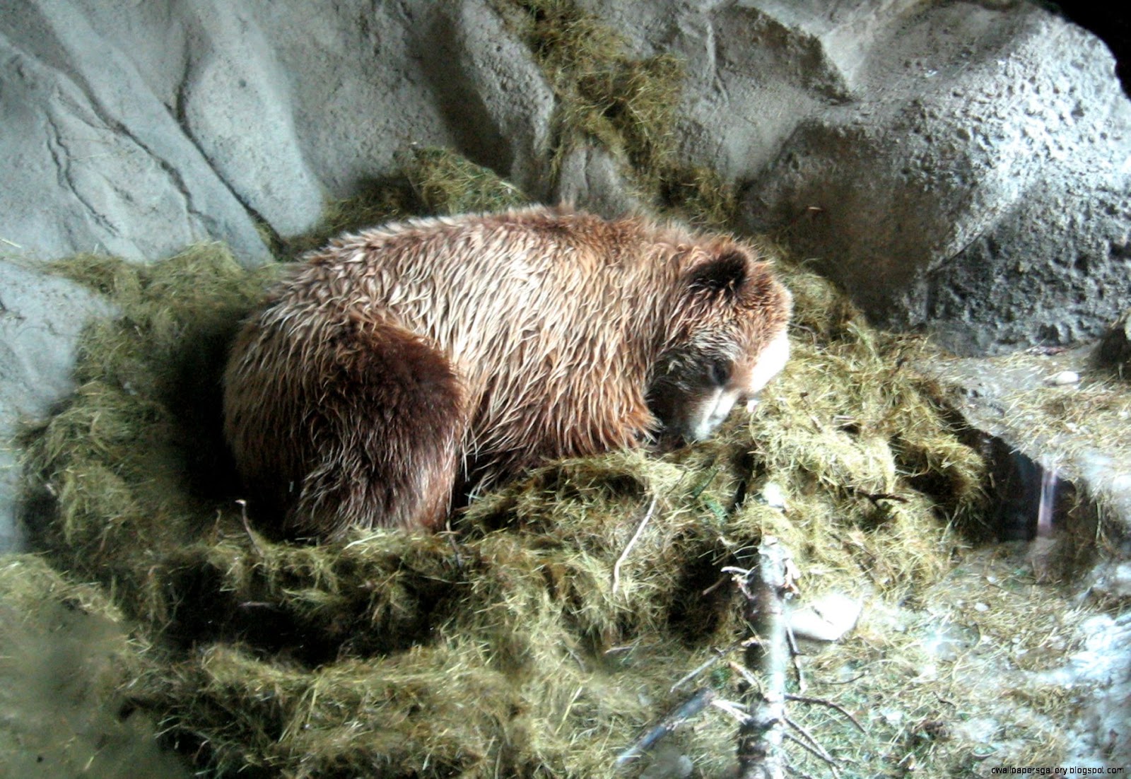 Bear Sleeping In Cave | Wallpapers Gallery