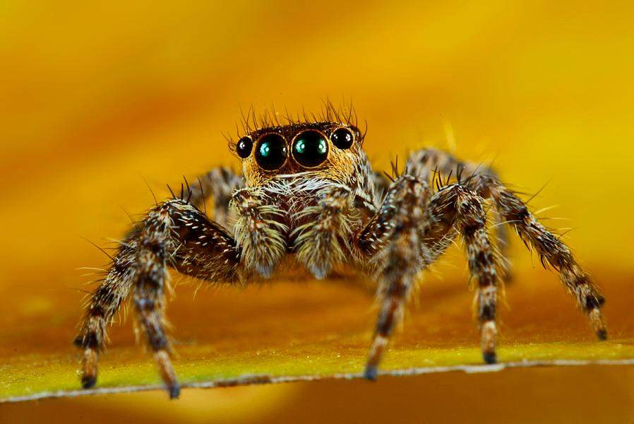 O Shot >> Object Shot Of Photograph: Amazing Animal Photos Nature