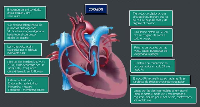 Generalidades de Corazón