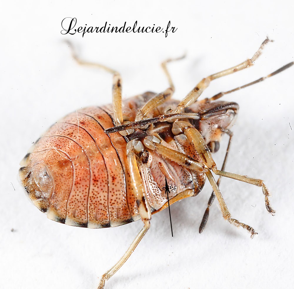 Holcogaster fibulata, la punaise des pins