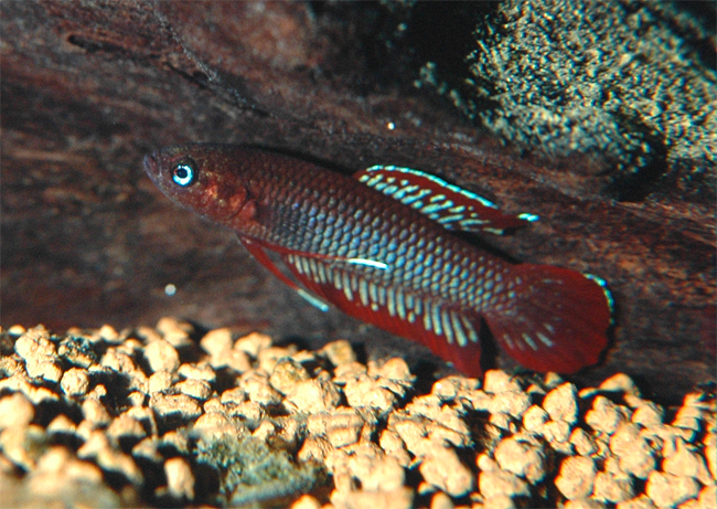 Betta burdigala ~ Nice Betta