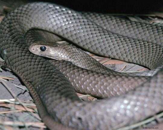 Science Facts: Seven Top Scariest, Venomous Big Snakes