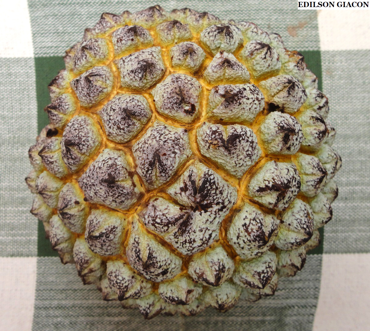 Viveiro Ciprest - Plantas Nativas e Exóticas: Marolo do Cerrado ...