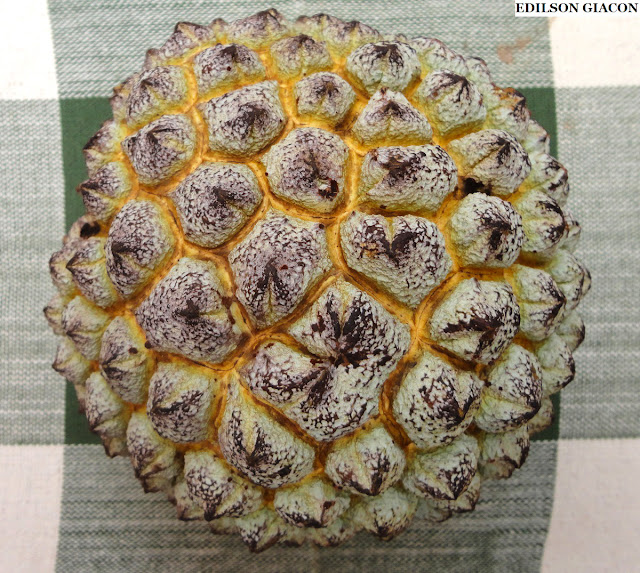 Viveiro Ciprest - Plantas Nativas e Exóticas: Marolo do Cerrado ...