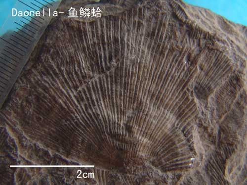 Variety of Life: Daonella