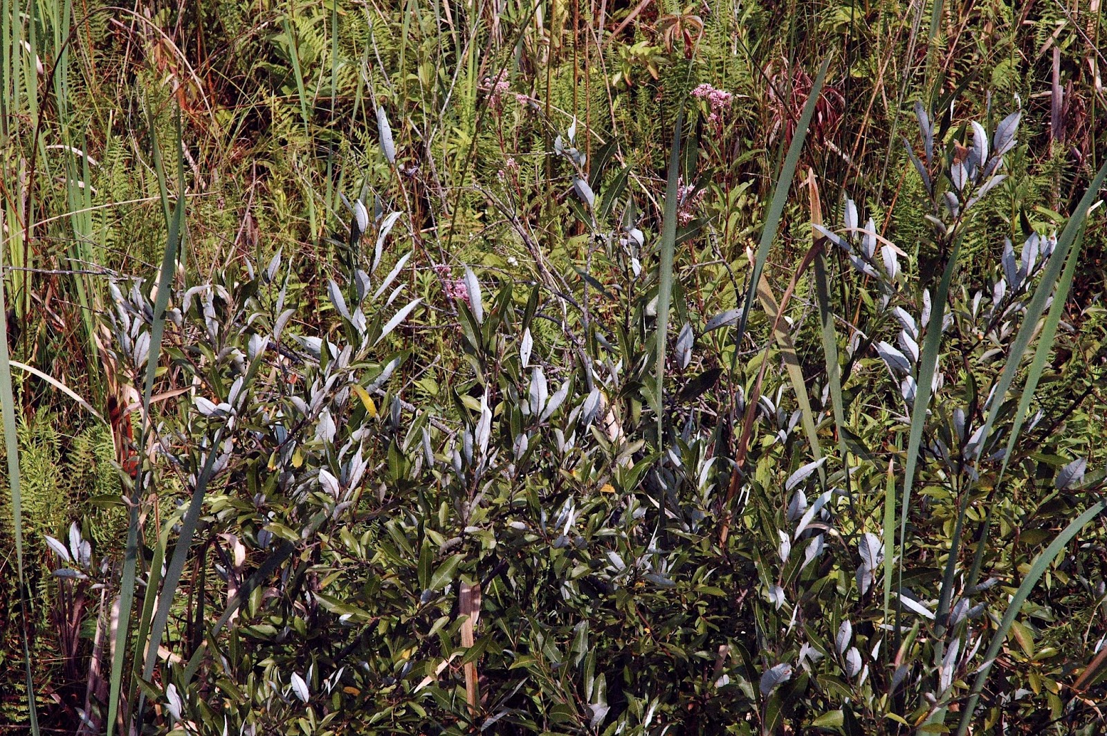 Field Biology in Southeastern Ohio: Cedar Bog