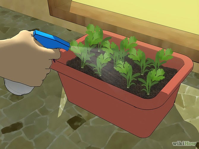 Cuidado a las plantas.: ¿Cómo sembrar cilantro?