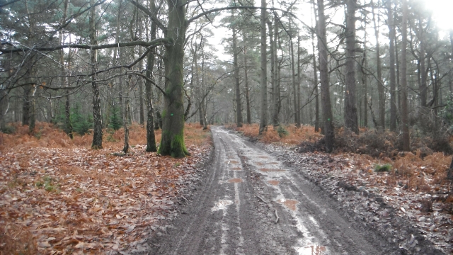 EASTLEIGH RAMBLER: NEW LIPCHIS WAY - DAY ONE