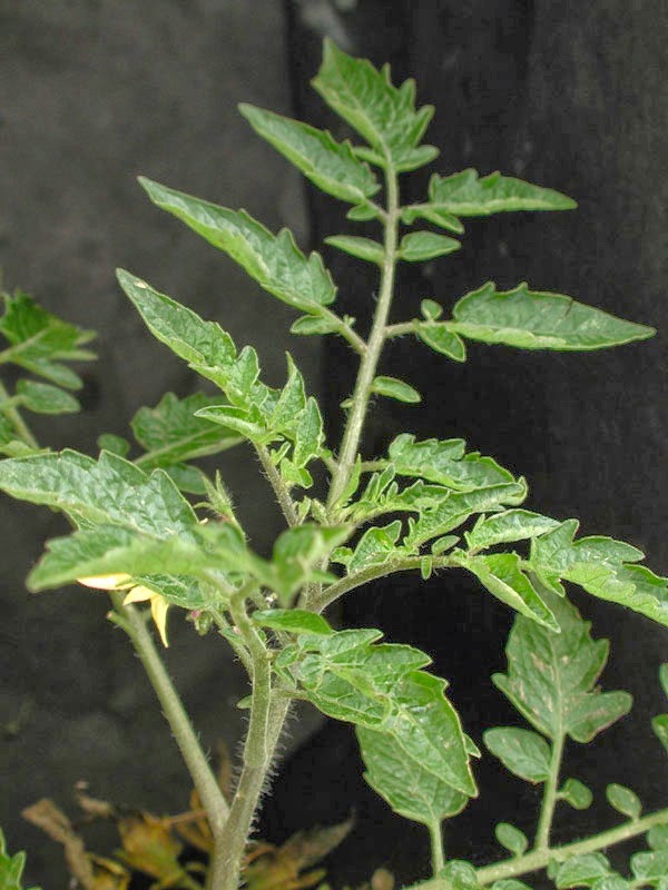 TOMAT ( Lycopersicon esculentum ) | Eny Prasetyo