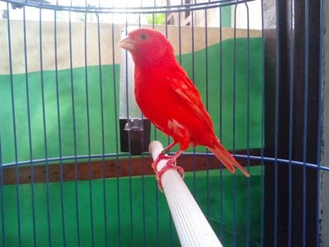 Burung Kenari Red Intensif Import, Harga dan Gambarnya ~ Gembala News