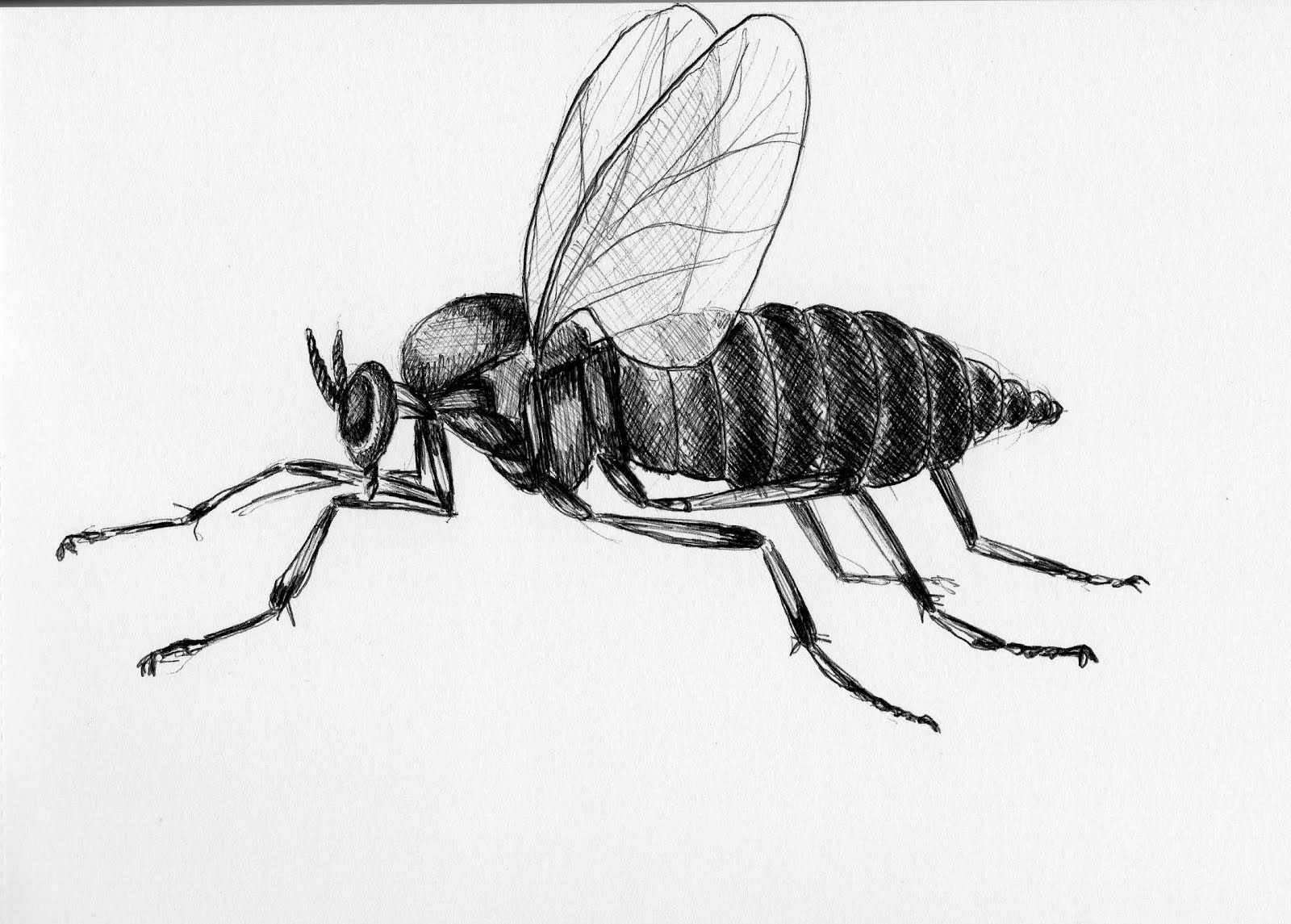 the scenic route...: Biro Bugs