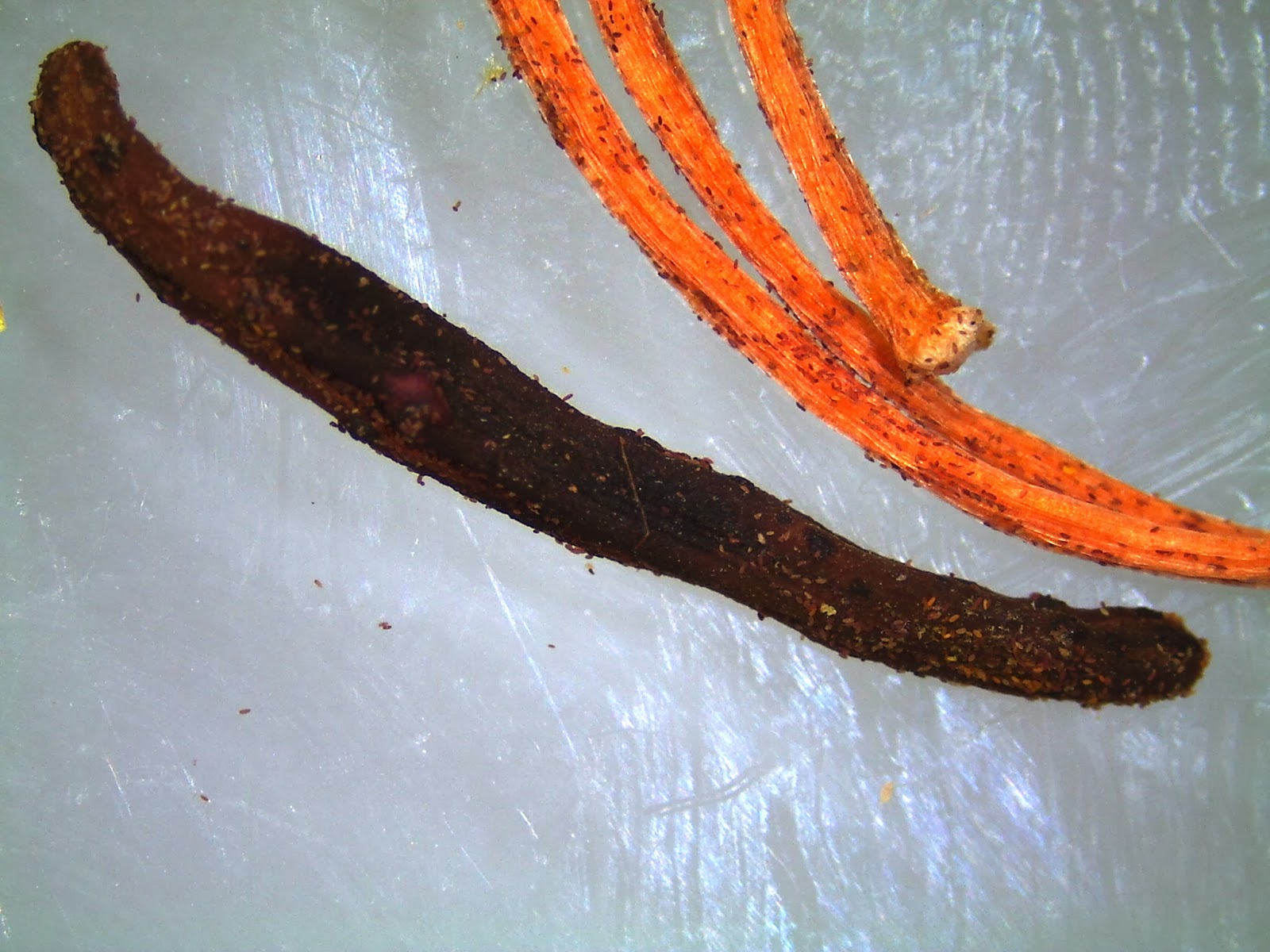 Simple vs. Compound Flowers: 2013