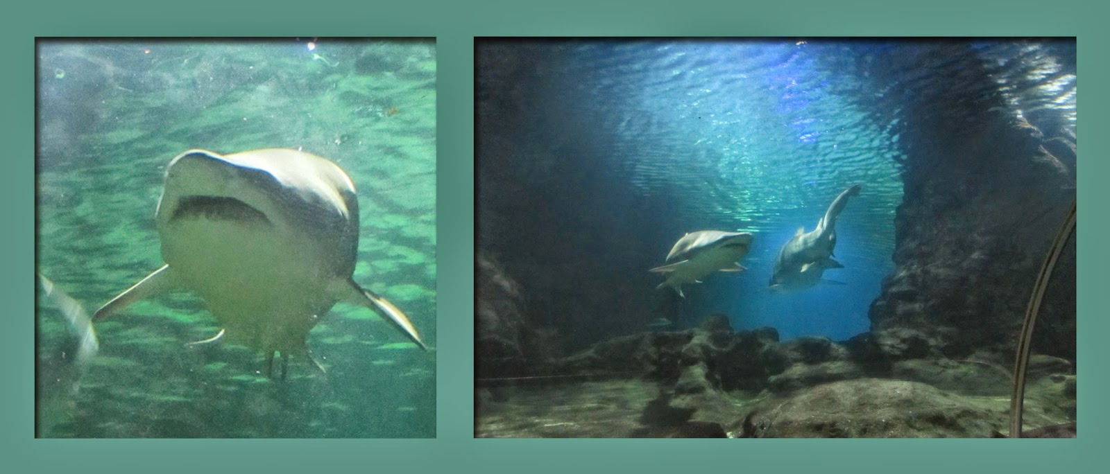 helena's creative maven: Zoom in on the sharks