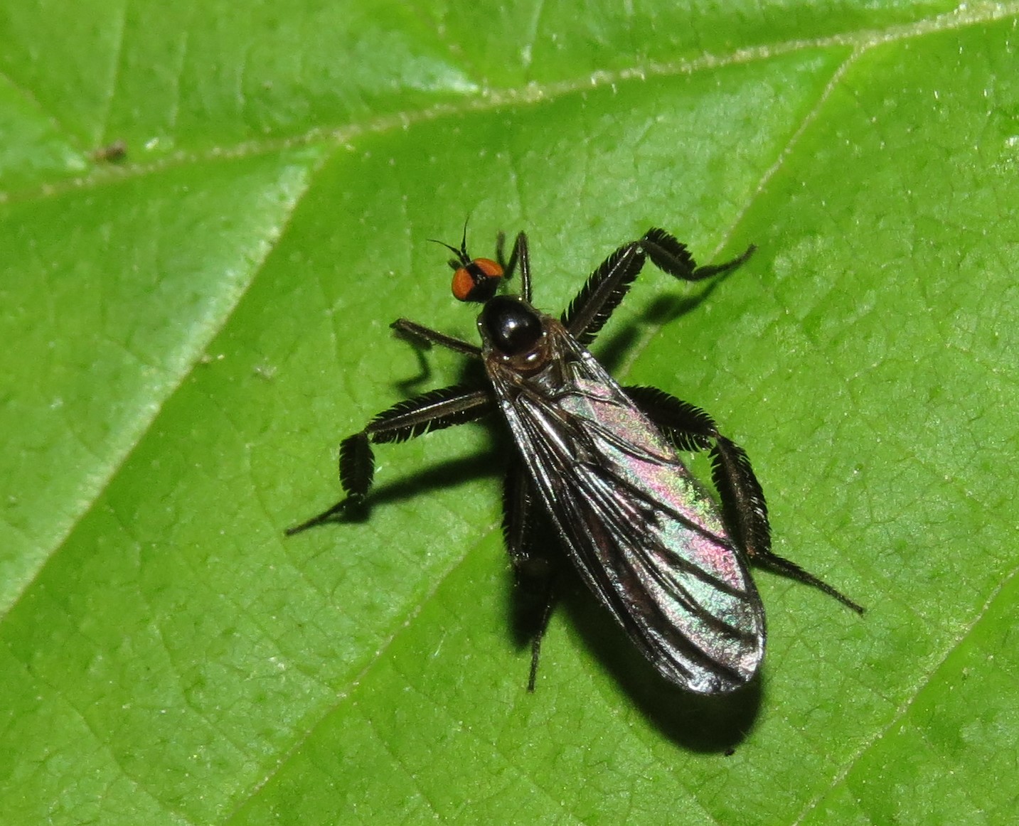 Bug Eric: What the Insects Have Taught Me