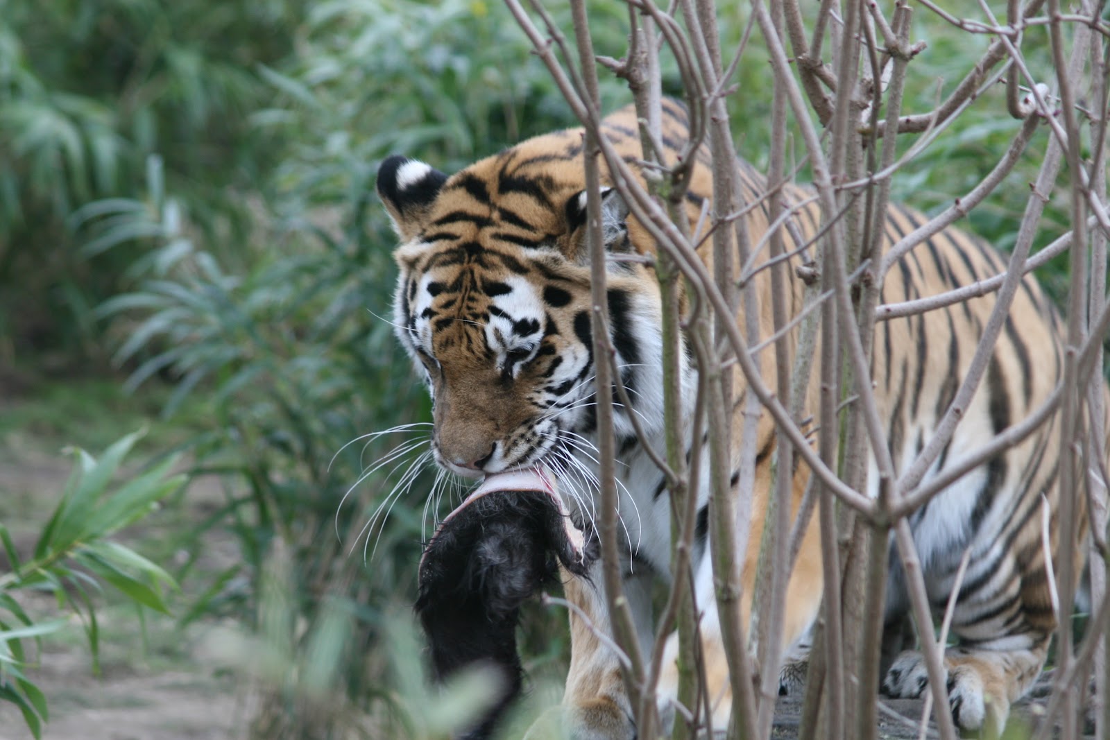 The Tiger Chronicle: Let's see some real animals!