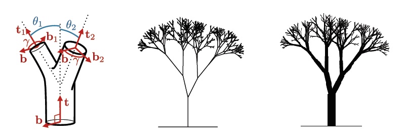 Explanation found for Leonardo Da Vinci's tree rule?