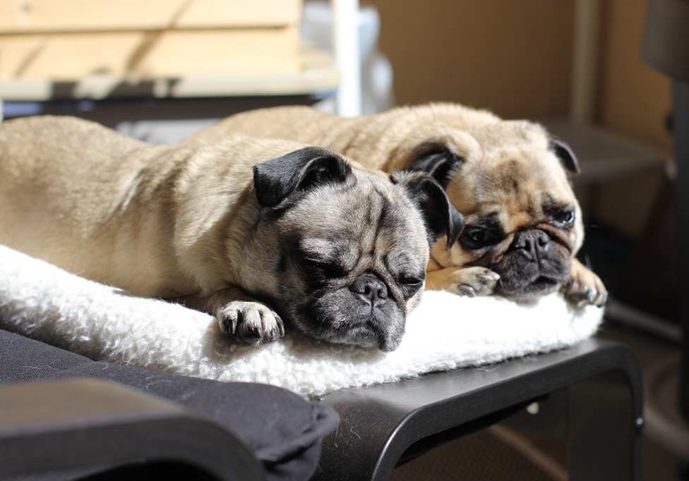 The Macy Dixie Line: Spring Ahead