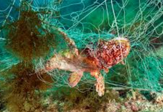 Mengenal Destructive Fishing