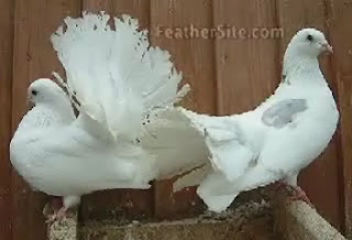 PIGEONS OF Nepal: REGULAR PIGEONS