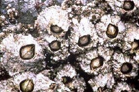 What are barnacles? | Facts About All