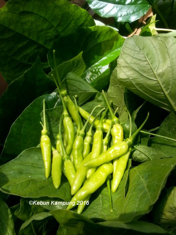 tuaian cili padi dan cili merah kebun perumahan