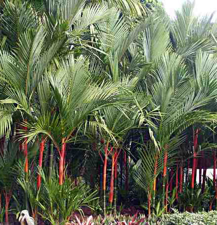 EKOGEO: PALEM : TANAMAN SERBA GUNA