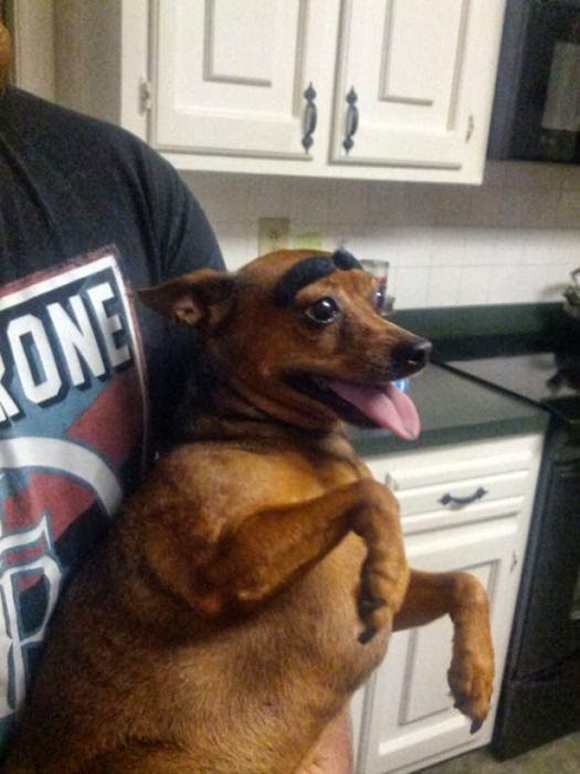 Dogs With Eyebrows (27 Pics) - STATIONGOSSIP