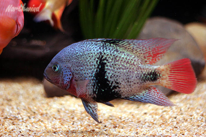 Mania de Aquário: Vieja Maculicauda (Black belt cichlid)