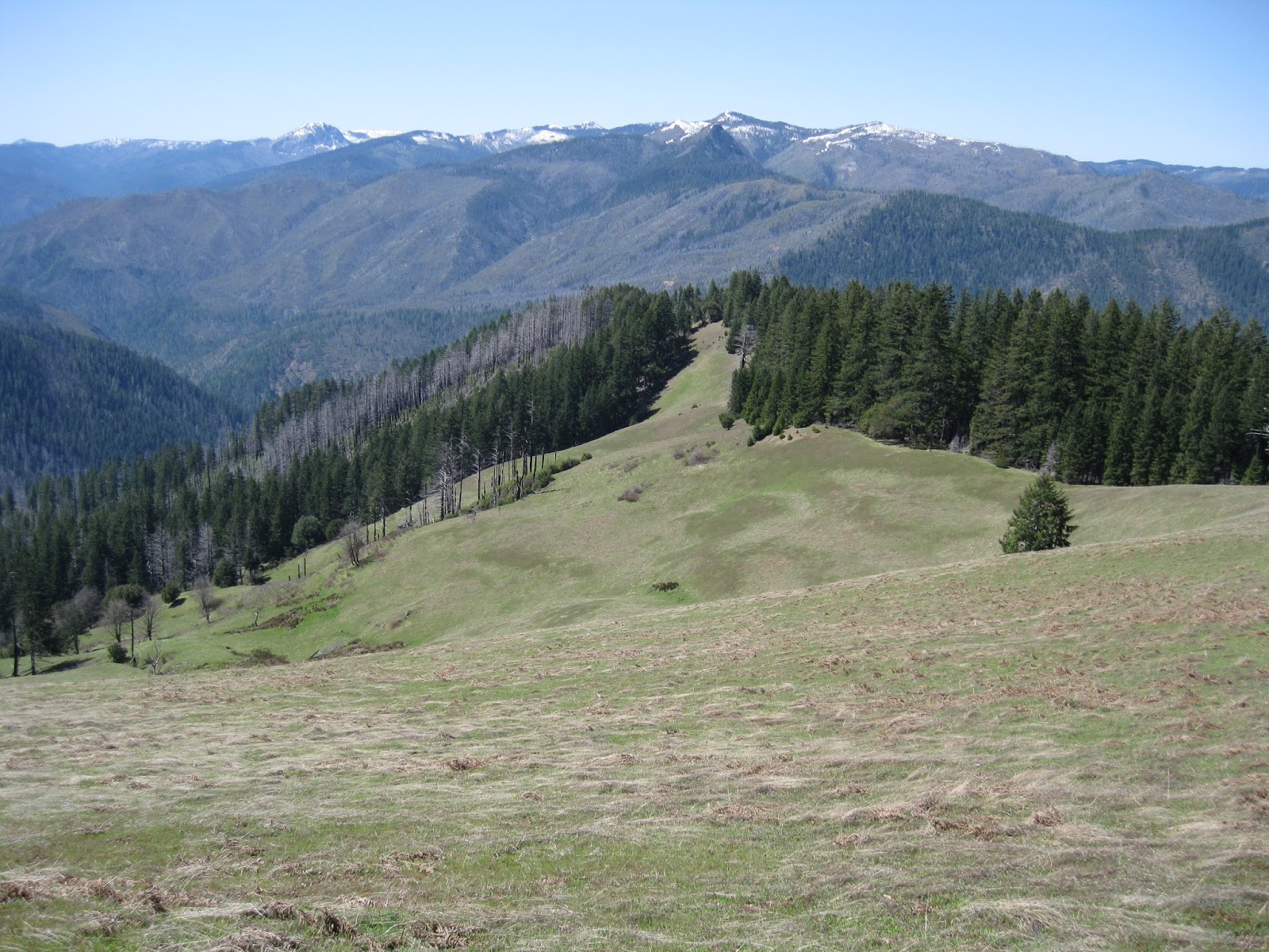 The Siskiyou Crest : ROGUE RIVER-SISKIYOU NATIONAL FOREST DECLARED A ...