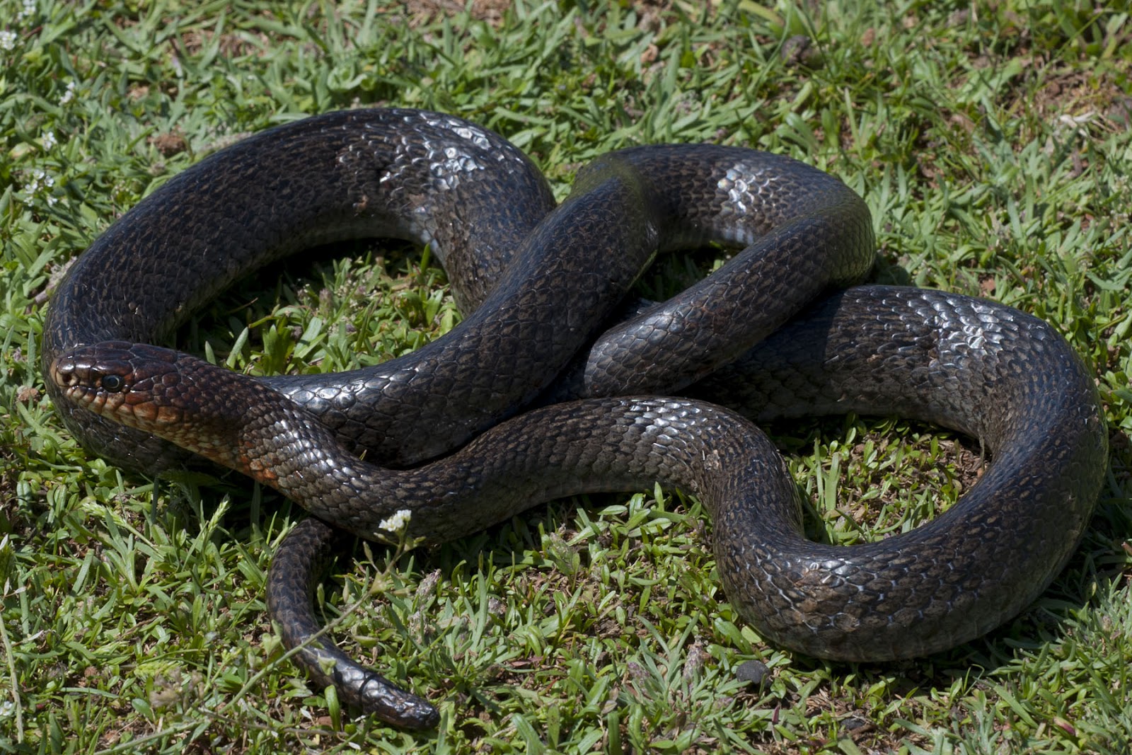 Yorkshire Field Herping and Wildlife Photography: Field Trip to the ...