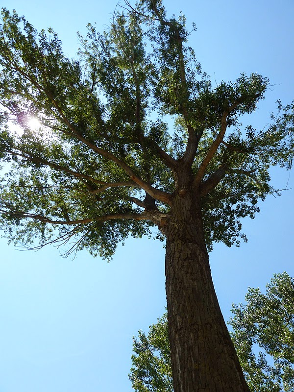 PASOS: De Monzón a Pueyo de Santa Cruz por La Chopera, 6 de julio