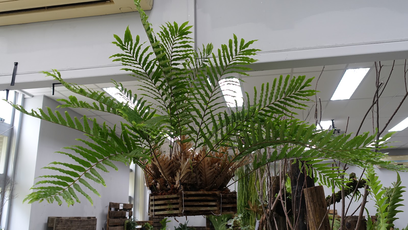 苔蘚記: 20170511宜蘭大學「蕨綻藝世界」展（中）