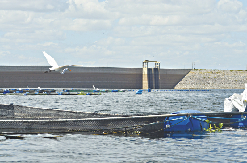 Como Criar Tilapia em Tanque Rede no Castanhão. - Peixes em Casa