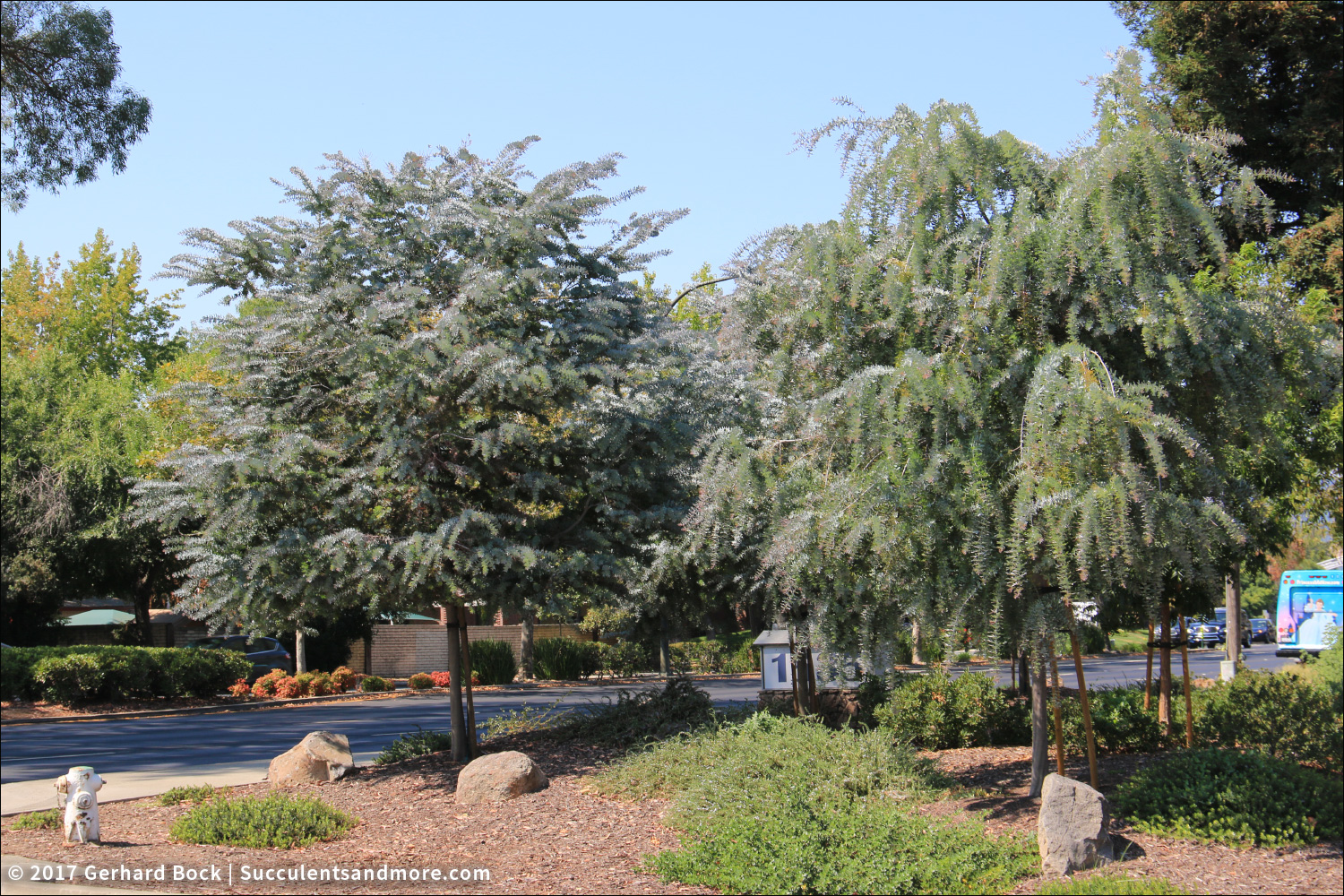 Another favorite tree: Acacia baileyana aka Cootamundra wattle