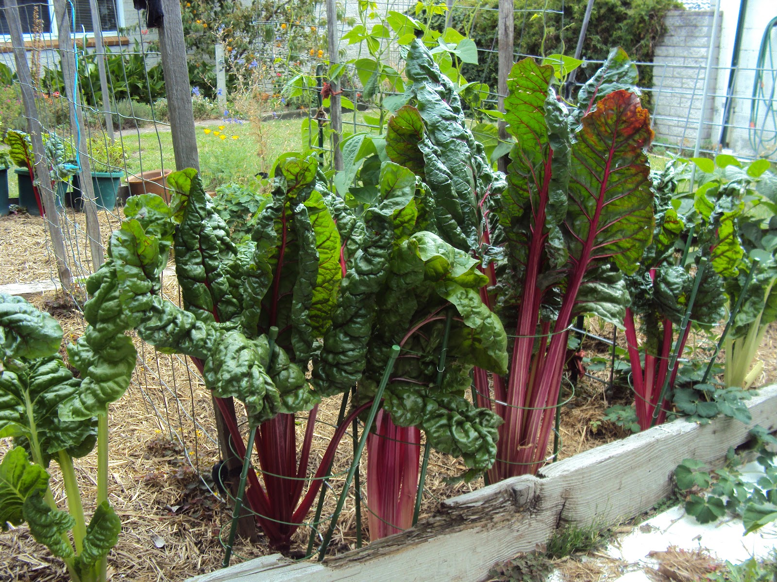 Dig In: Tall, dark and handsome: silverbeet