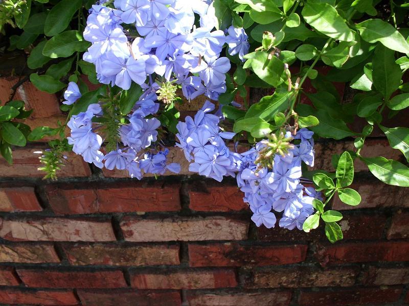 Art-by-MSR: Plumbago or Embeleso Original Oil painting