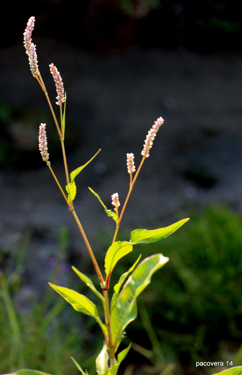 CH´USAY: Polygonum lapathifolium