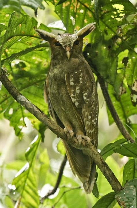 Tierra de lechuzas, búhos, mochuelos, autillos, cárabos: Búho ...