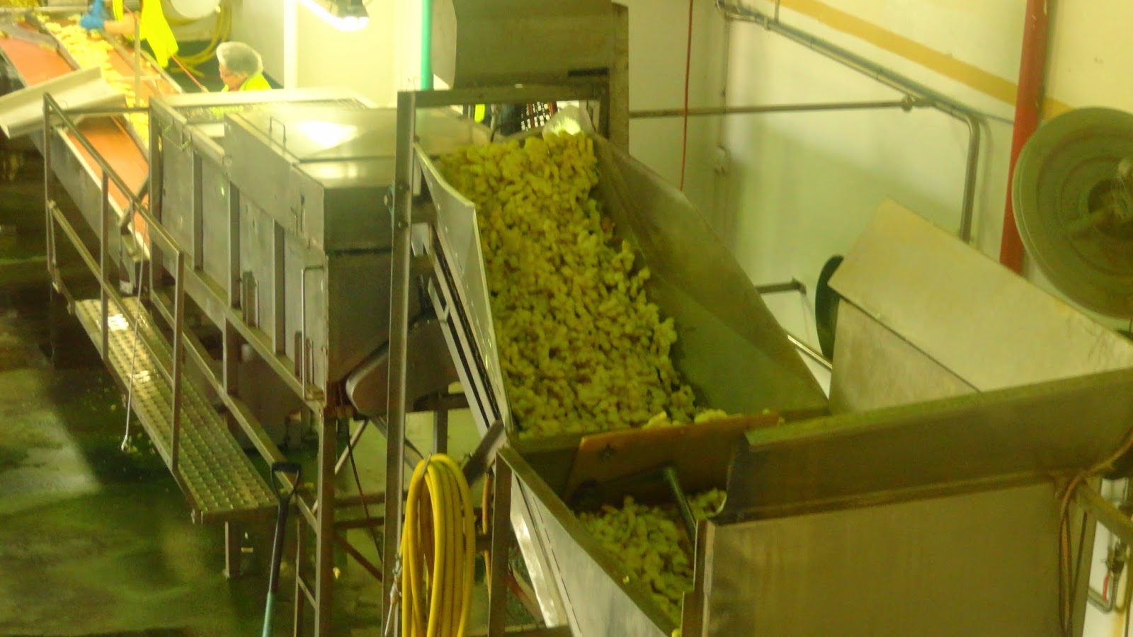 Fiji Ginger at Budrim Ginger-Worlds Largest Ginger Factory | AGRONET FIJI