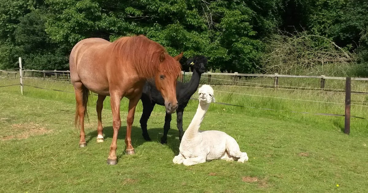 Chamfron Stud : Chamfron Oro Rosa - Four year old