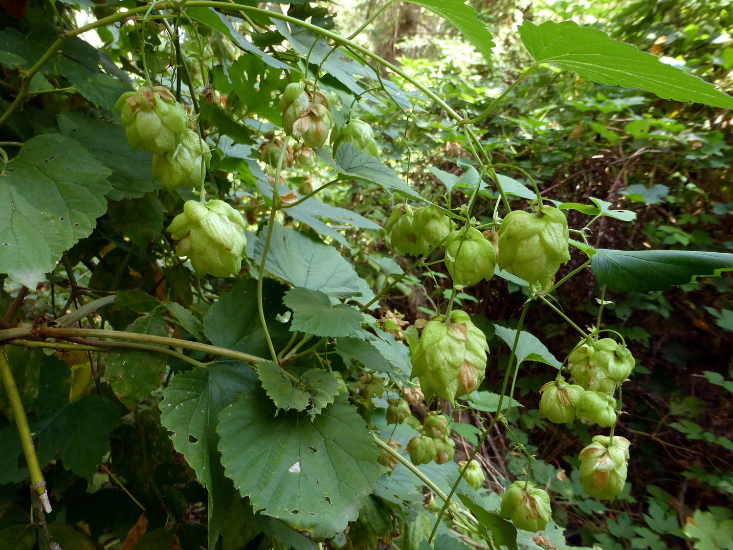 rocayflor: Humulus lupulus, "lúpulo"